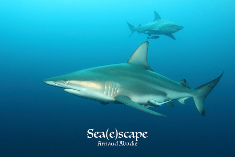 Les requins - Sea(e)scape