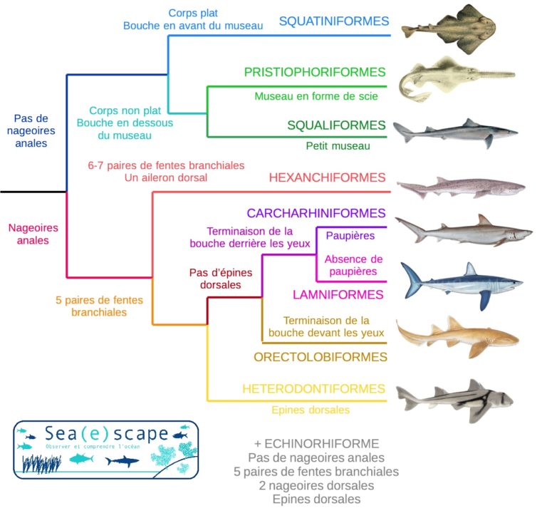 Les requins - Sea(e)scape
