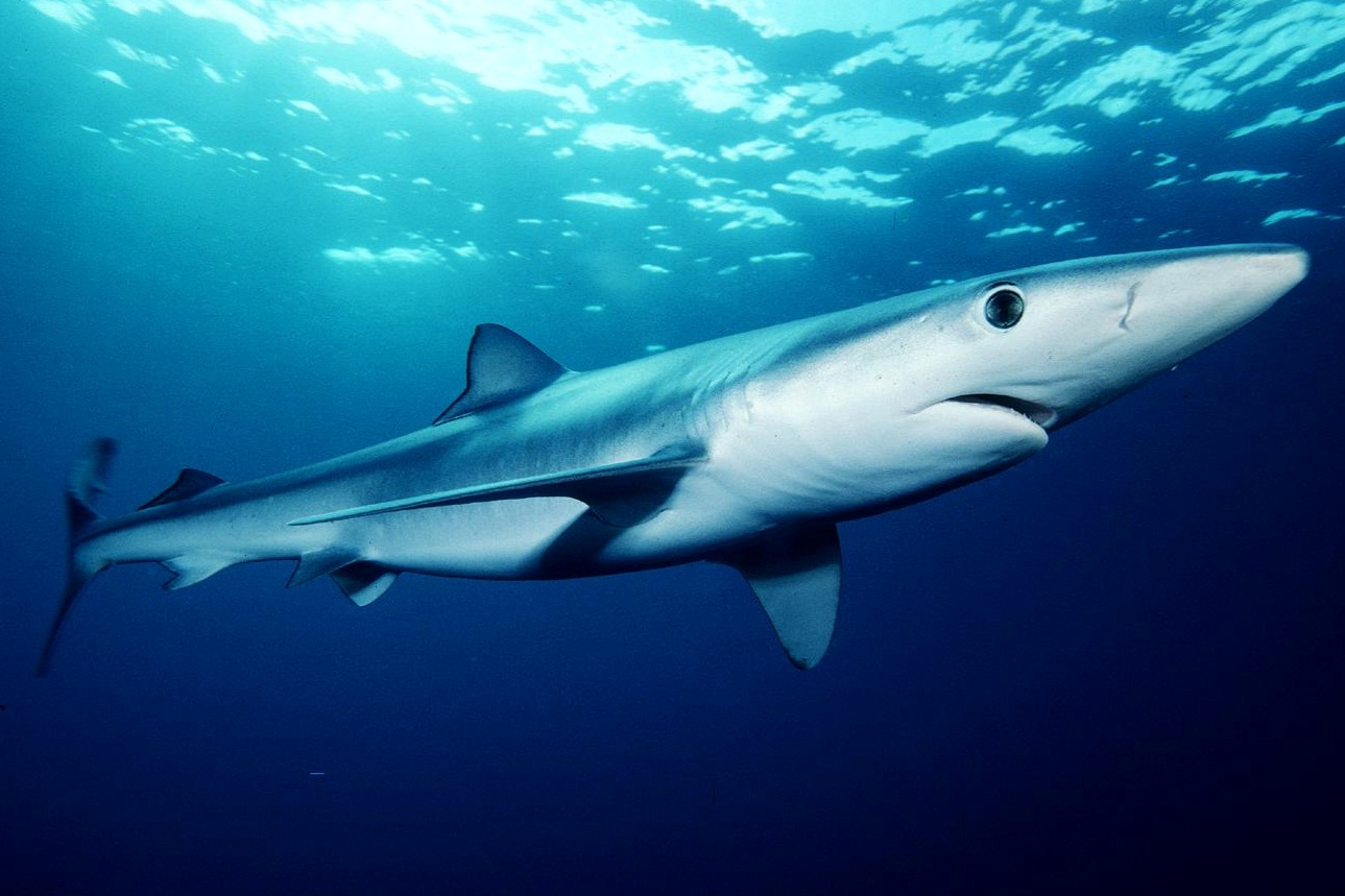 Les requins - Sea(e)scape