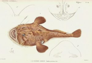 Ne faire qu’un chez les baudroies abyssales - Sea(e)scape