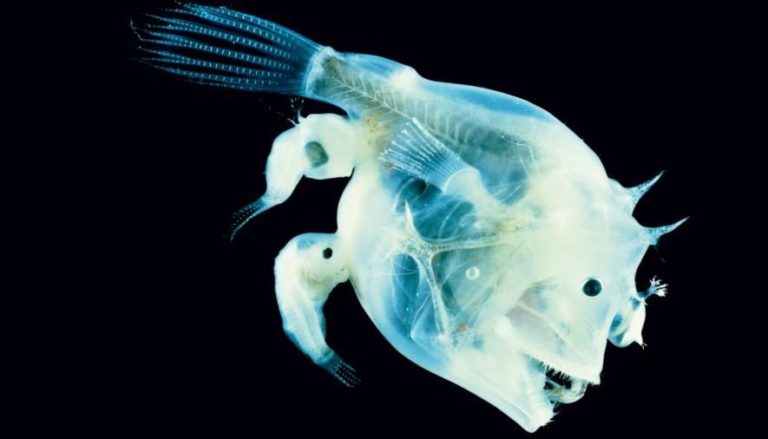 Ne faire qu’un chez les baudroies abyssales - Sea(e)scape