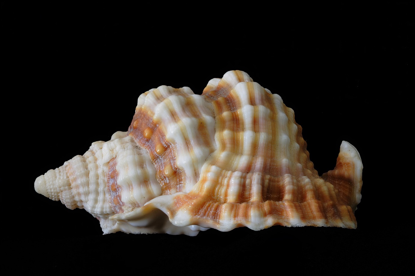 La macrofaune benthique des substrats meubles - Sea(e)scape