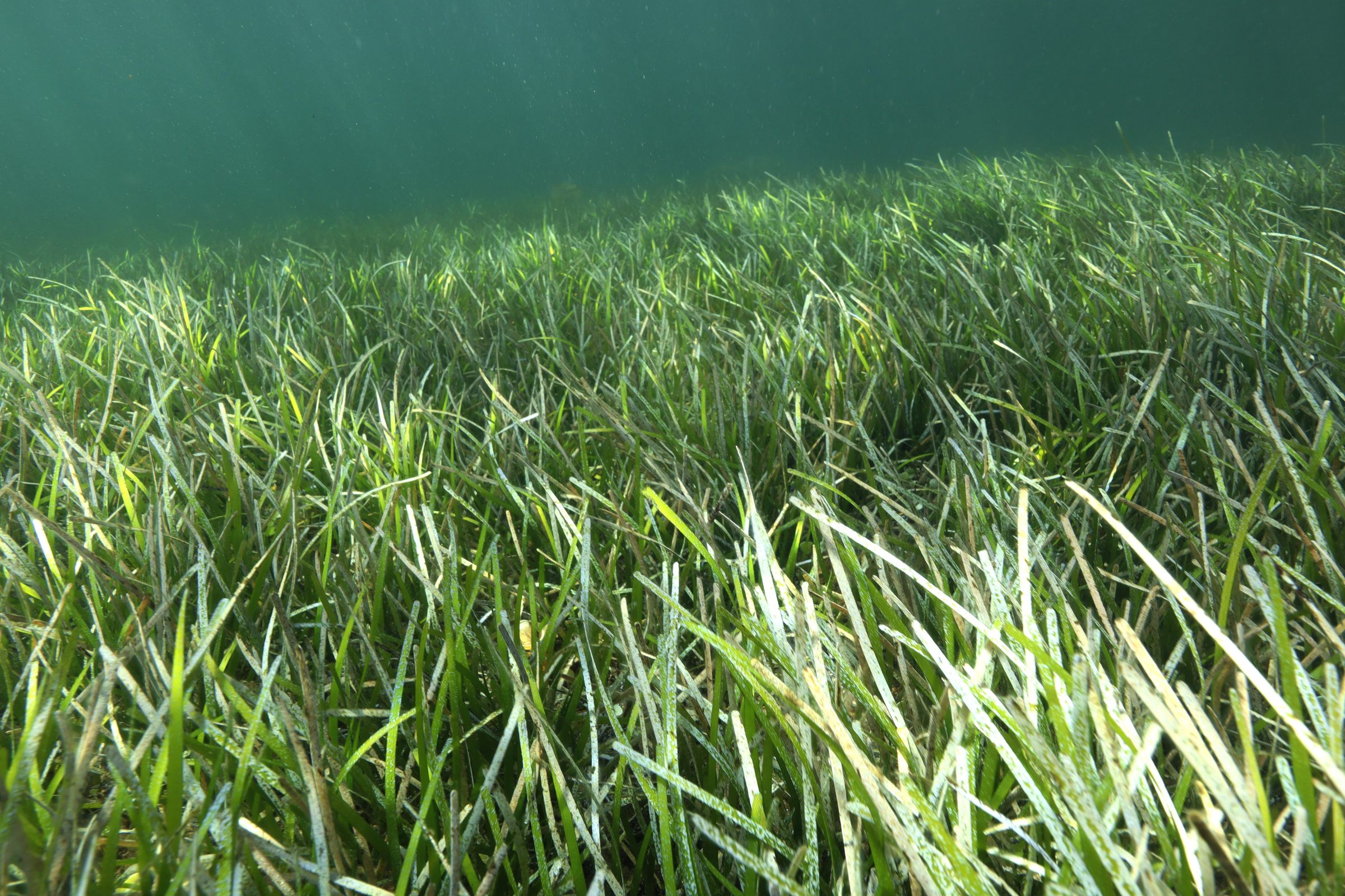 La cymodocée : une autre plante marine de Méditerranée