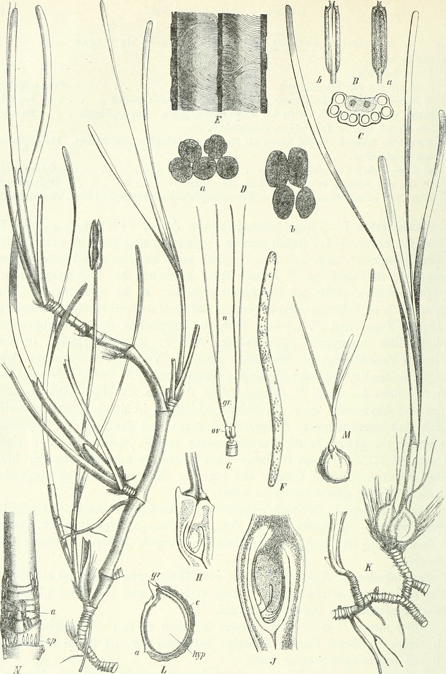 La cymodocée : une autre plante marine de Méditerranée