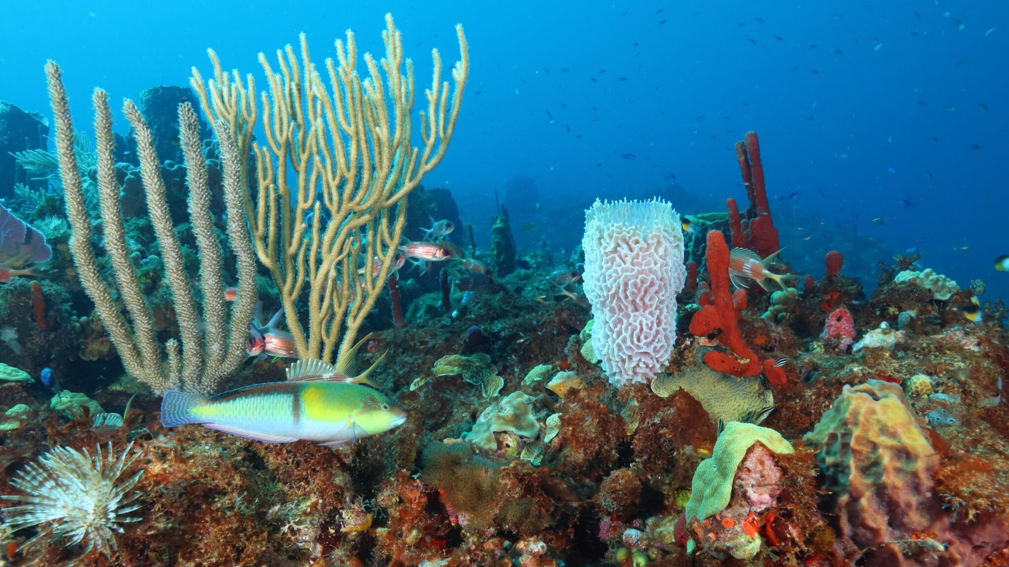 Le corail de Guadeloupe - Sea(e)scape