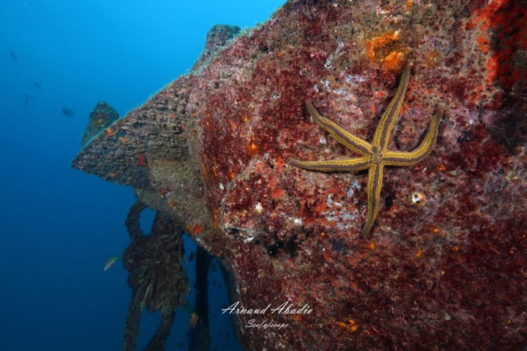 Les étoiles de mer - Sea(e)scape