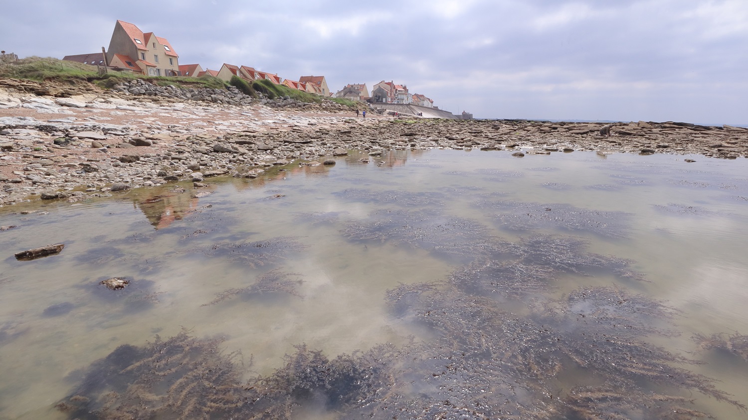 L'estran rocheux du nord de la France - Sea(e)scape