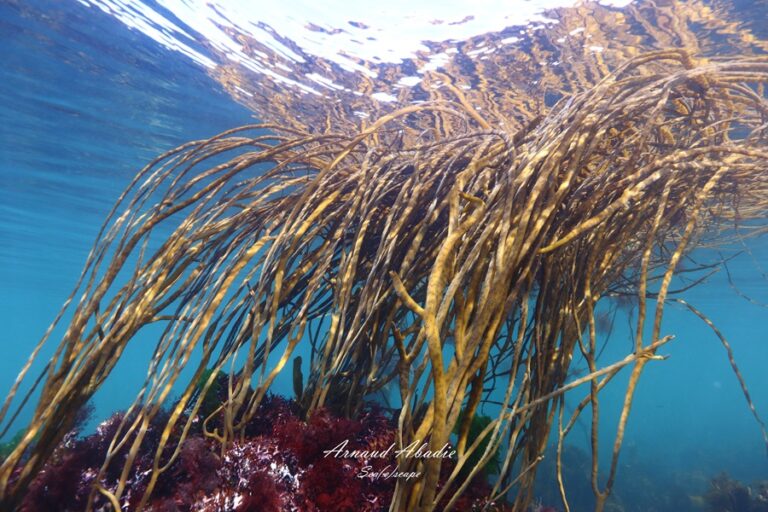 Les algues brunes - Sea(e)scape