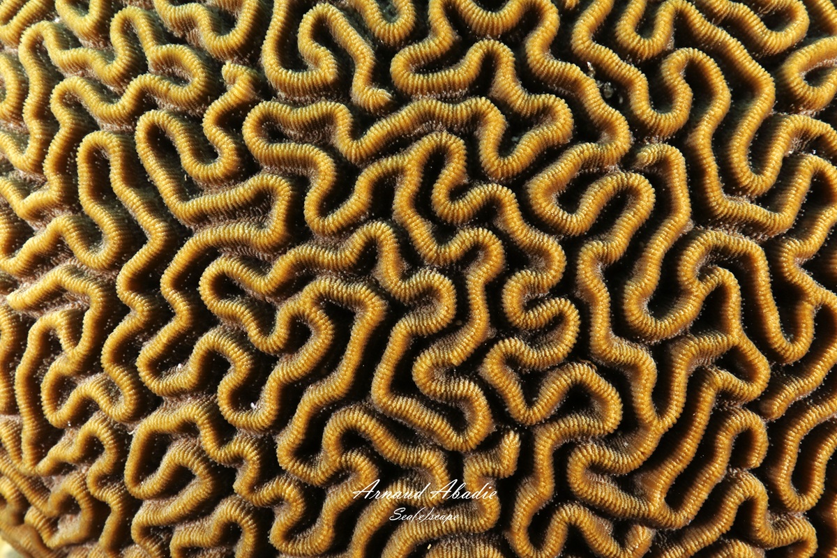 Le corail et ses récifs - Sea(e)scape