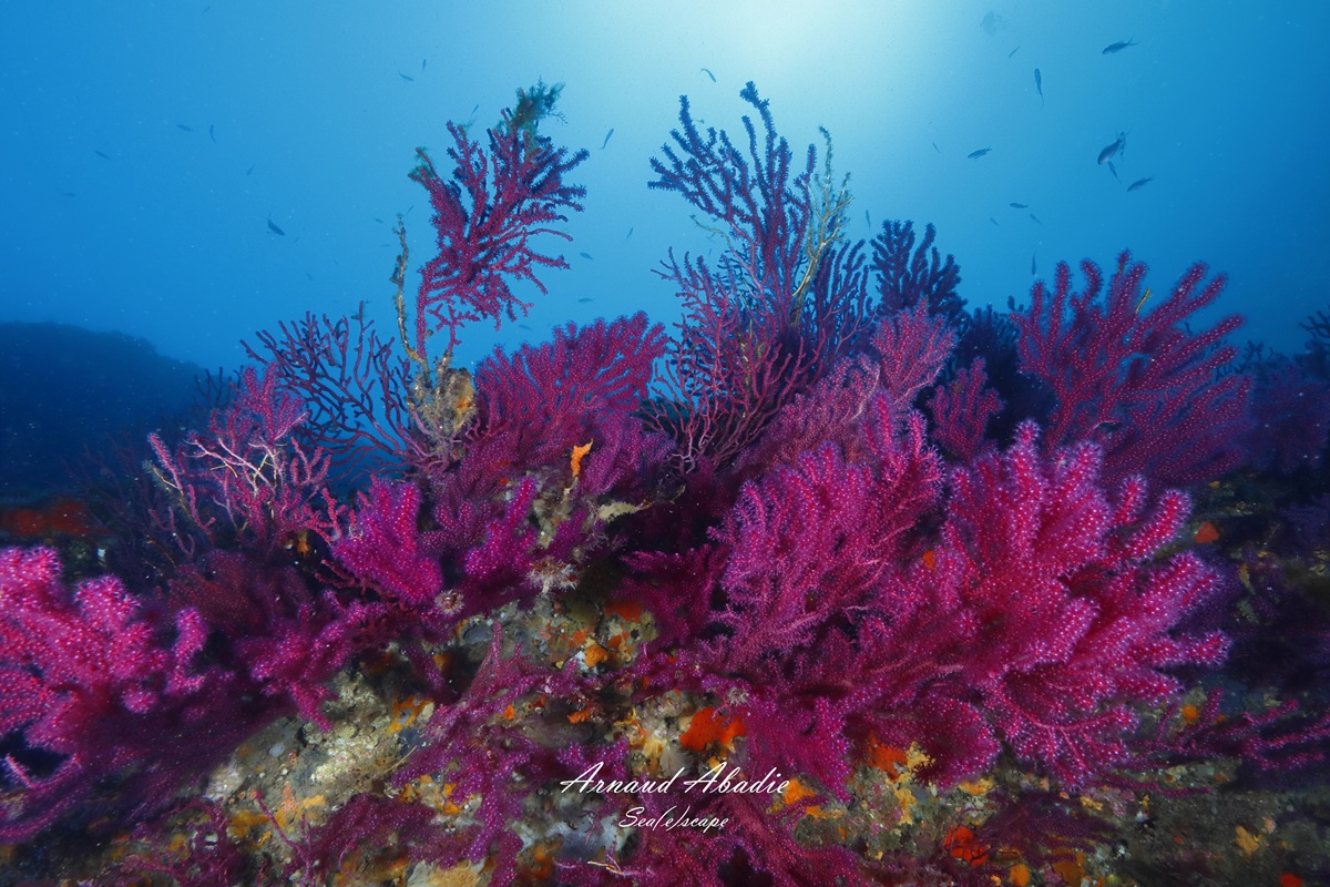 Les récifs coralligènes - Sea(e)scape