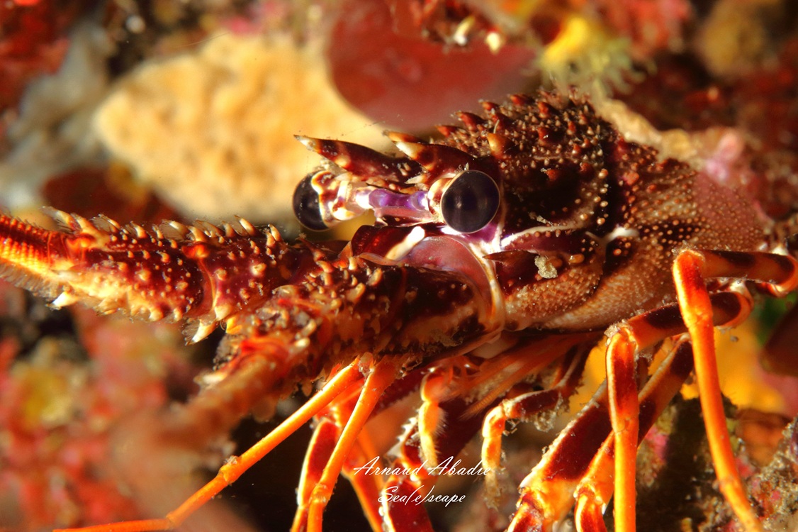 Les récifs coralligènes - Sea(e)scape